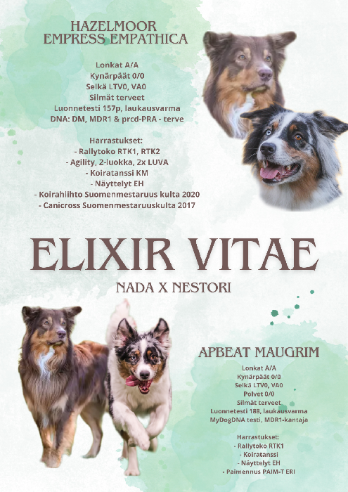 Semper-pentue 2023 :: Kennel Elixir Vitae